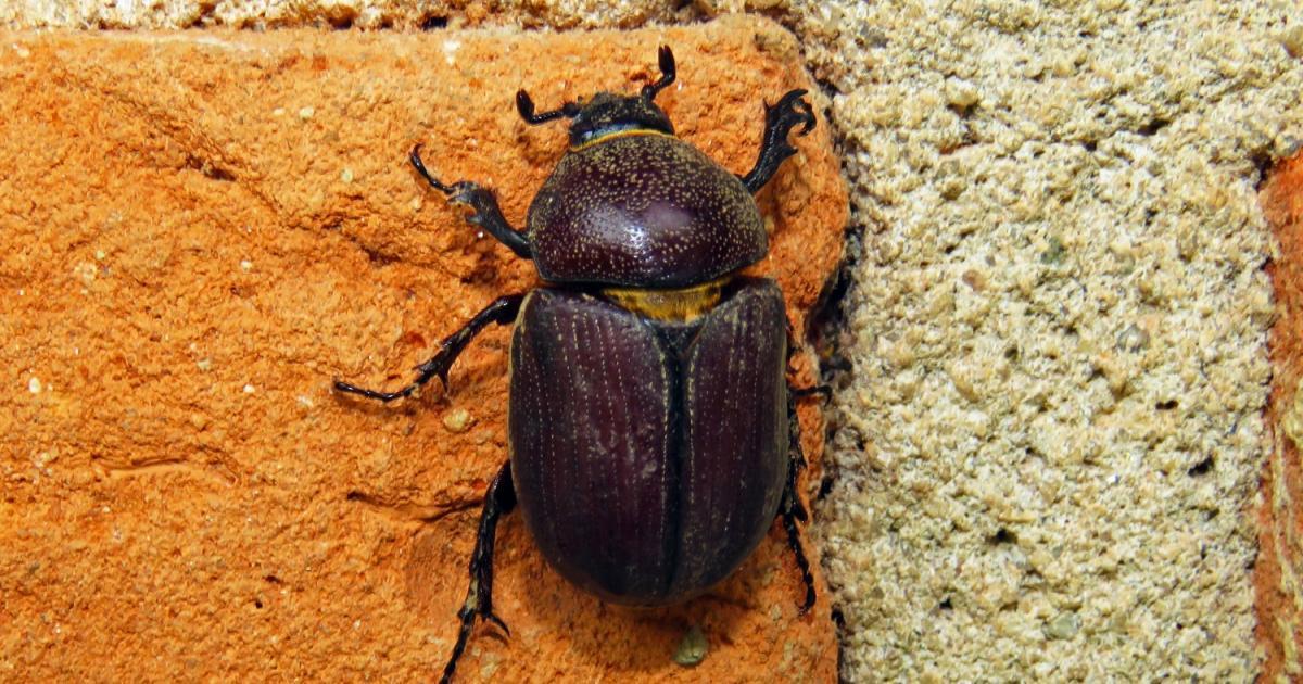 Coelosis #167557 - Biofaces - Bring Nature Closer