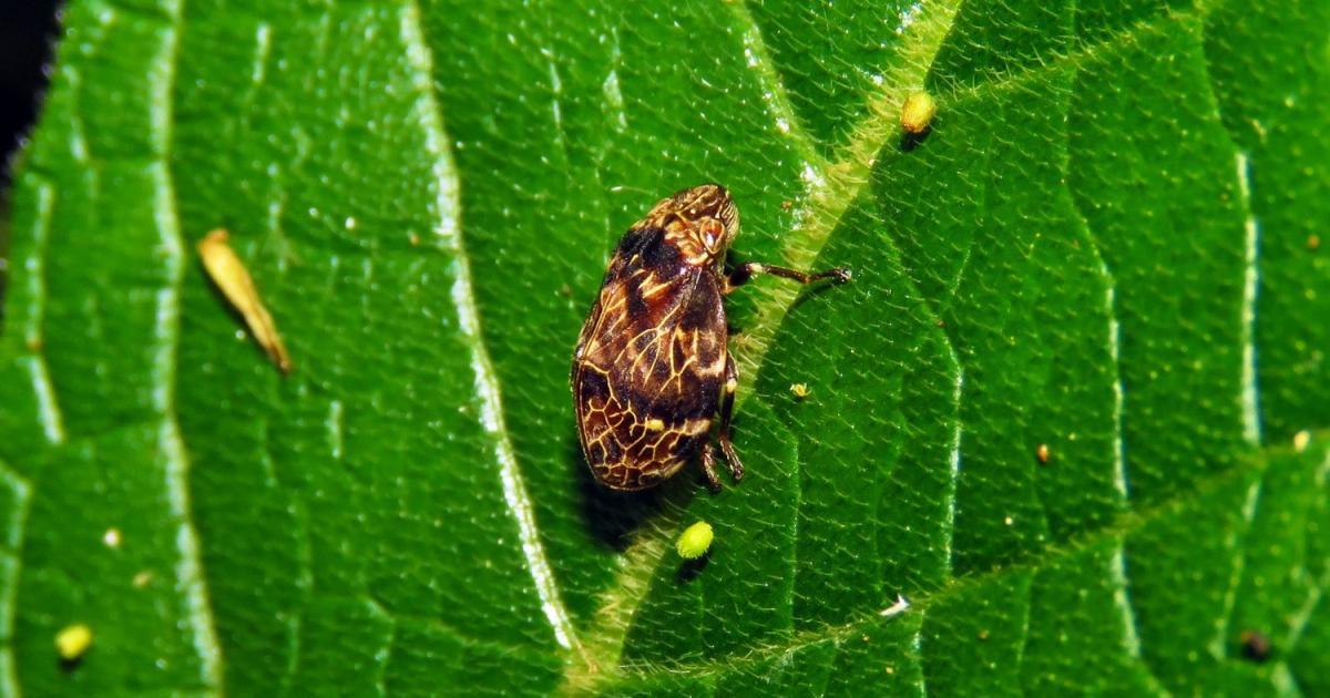 Balsana #167849 - Biofaces - Bring Nature Closer