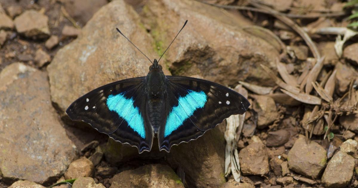 Borboleta-turquesa #167865 - Biofaces - Bring Nature Closer