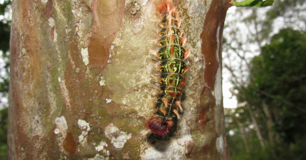 Morpho #167872 - Biofaces - Bring Nature Closer