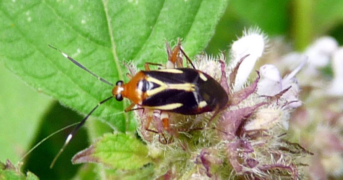 Percevejo #167979 - Biofaces - Bring Nature Closer