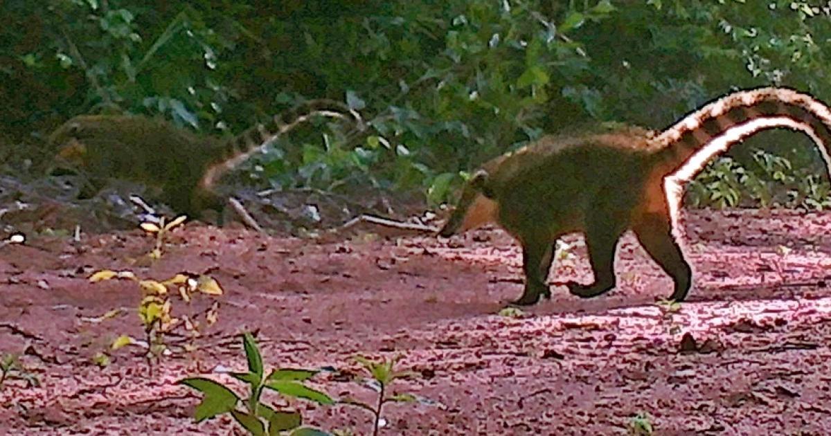 Nasua #168009 - Biofaces - Bring Nature Closer