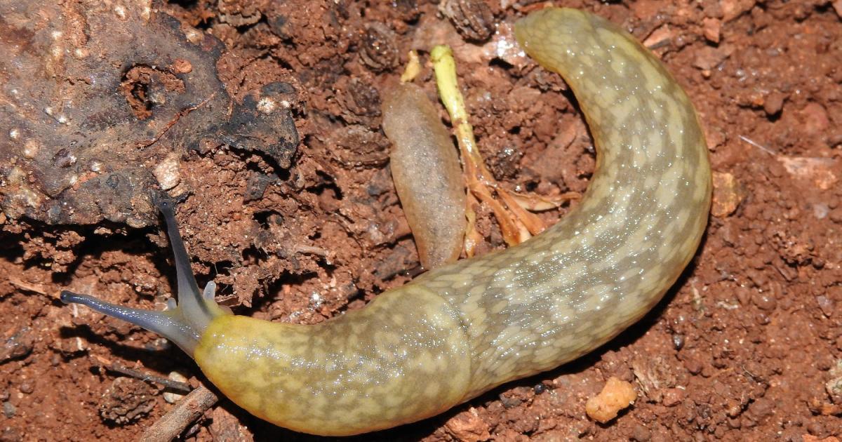 Limacus #168072 - Biofaces - Bring Nature Closer