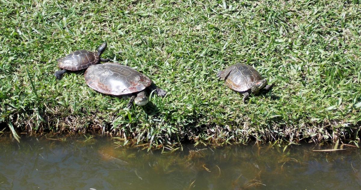 Hydromedusa #168181 - Biofaces - Bring Nature Closer