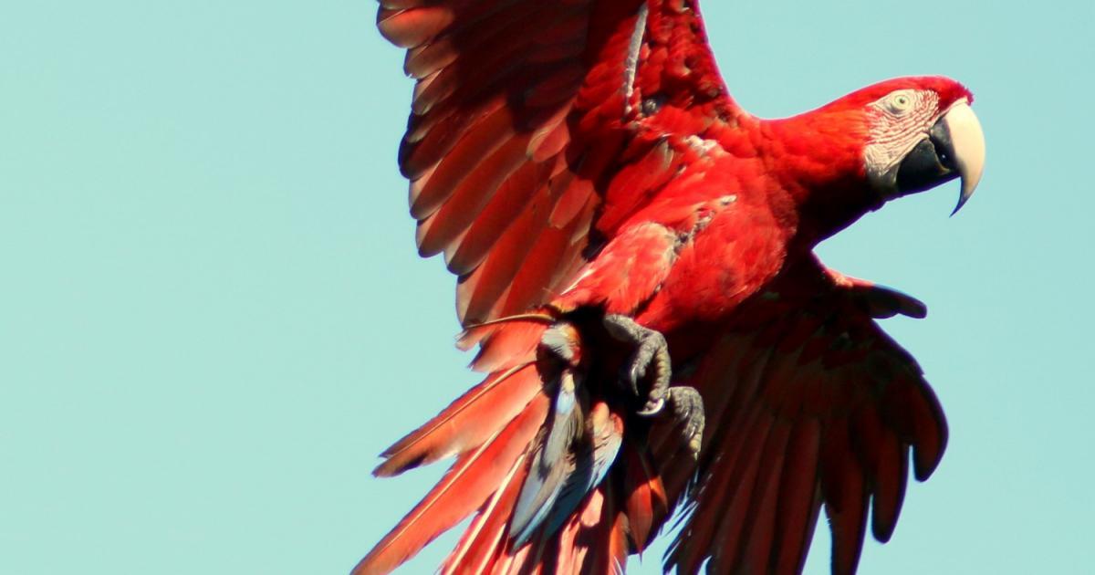 Arara-vermelha #168247 - Biofaces - Bring Nature Closer