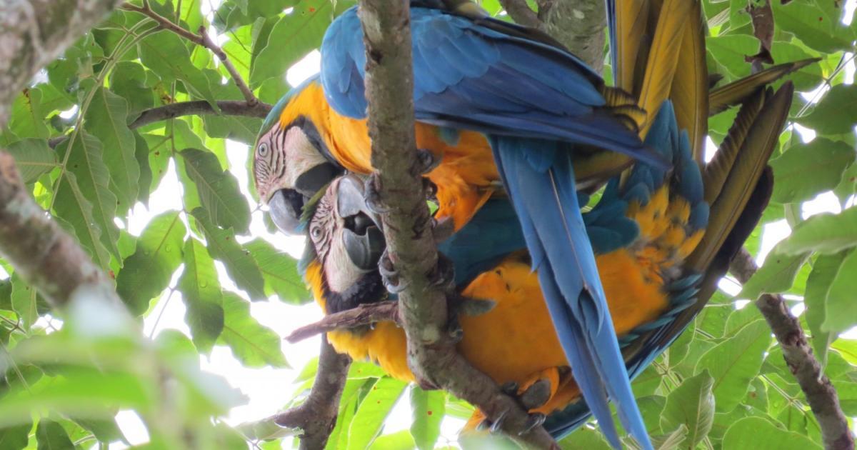 Arara #168324 - Biofaces - Bring Nature Closer