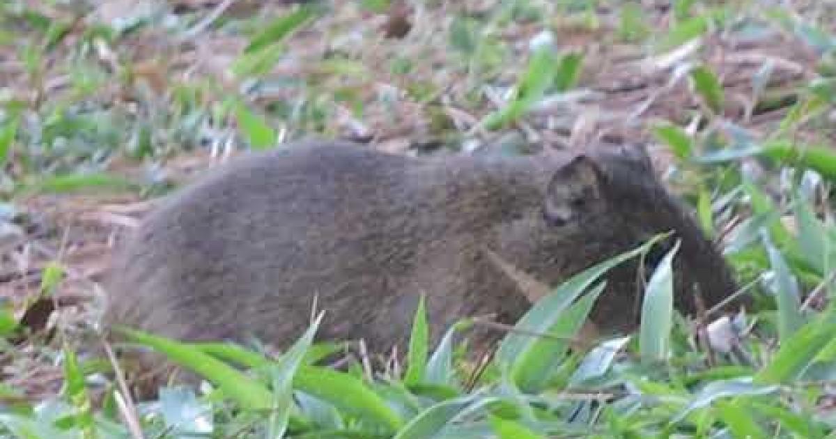 Preá #168477 - Biofaces - Bring Nature Closer