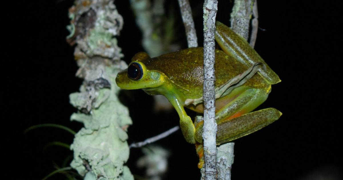 Boana #168563 - Biofaces - Bring Nature Closer