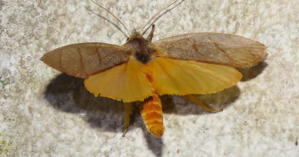 Stenoma #168608 - Biofaces - Bring Nature Closer