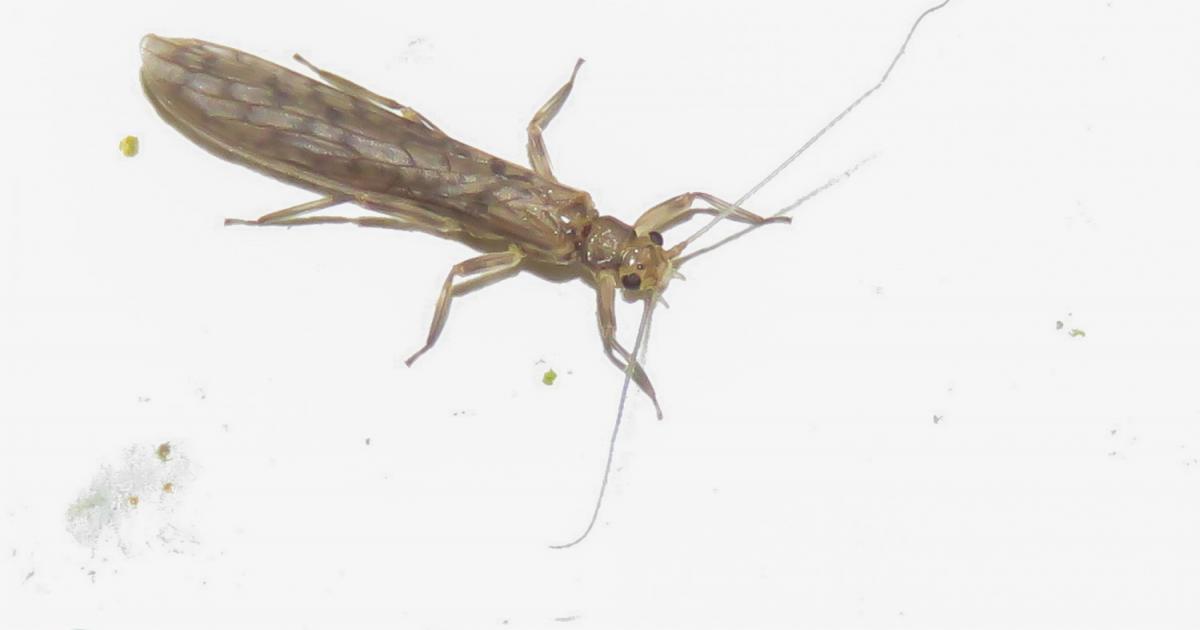 Grypopteryx #168725 - Biofaces - Bring Nature Closer