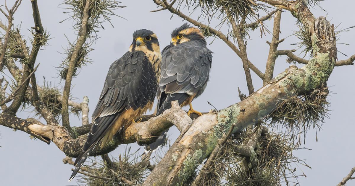 Falco #168727 - Biofaces - Bring Nature Closer