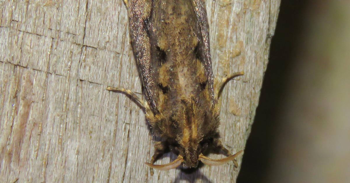 Acrolophus #168834 - Biofaces - Bring Nature Closer