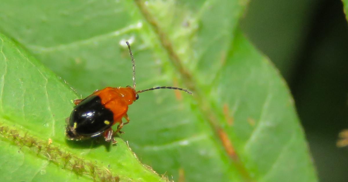 Alticini #168835 - Biofaces - Bring Nature Closer