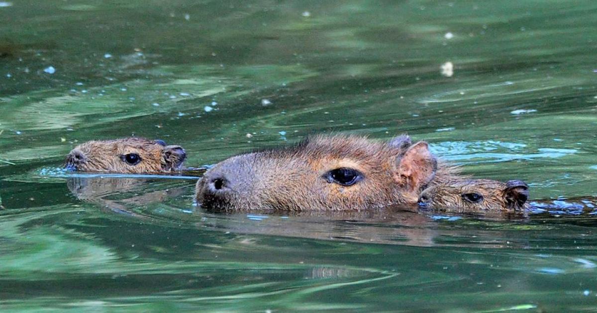 Capivara #169014 - Biofaces - Bring Nature Closer