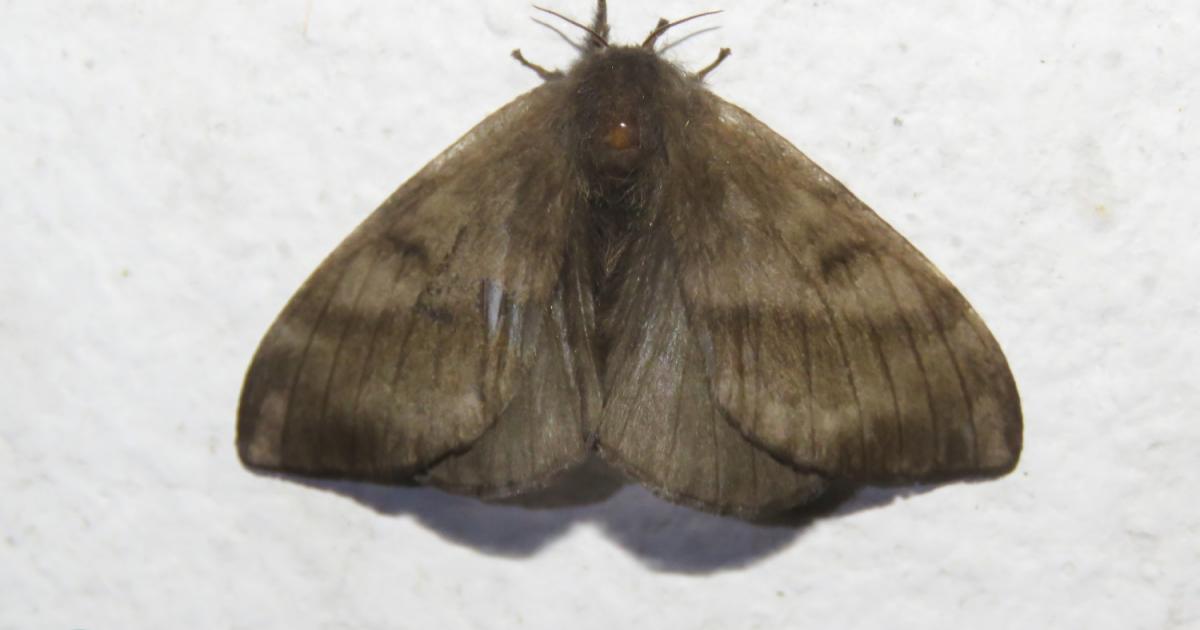 #169328 - Biofaces - Bring Nature Closer