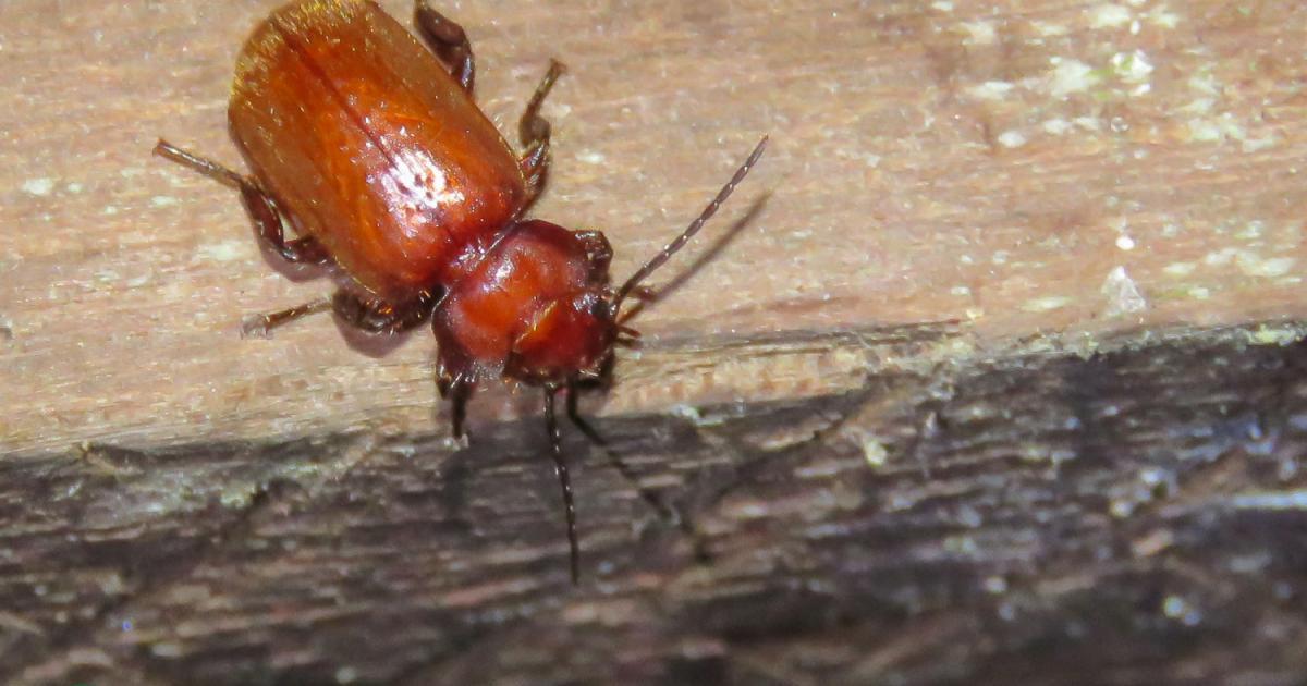 Physea #169361 - Biofaces - Bring Nature Closer