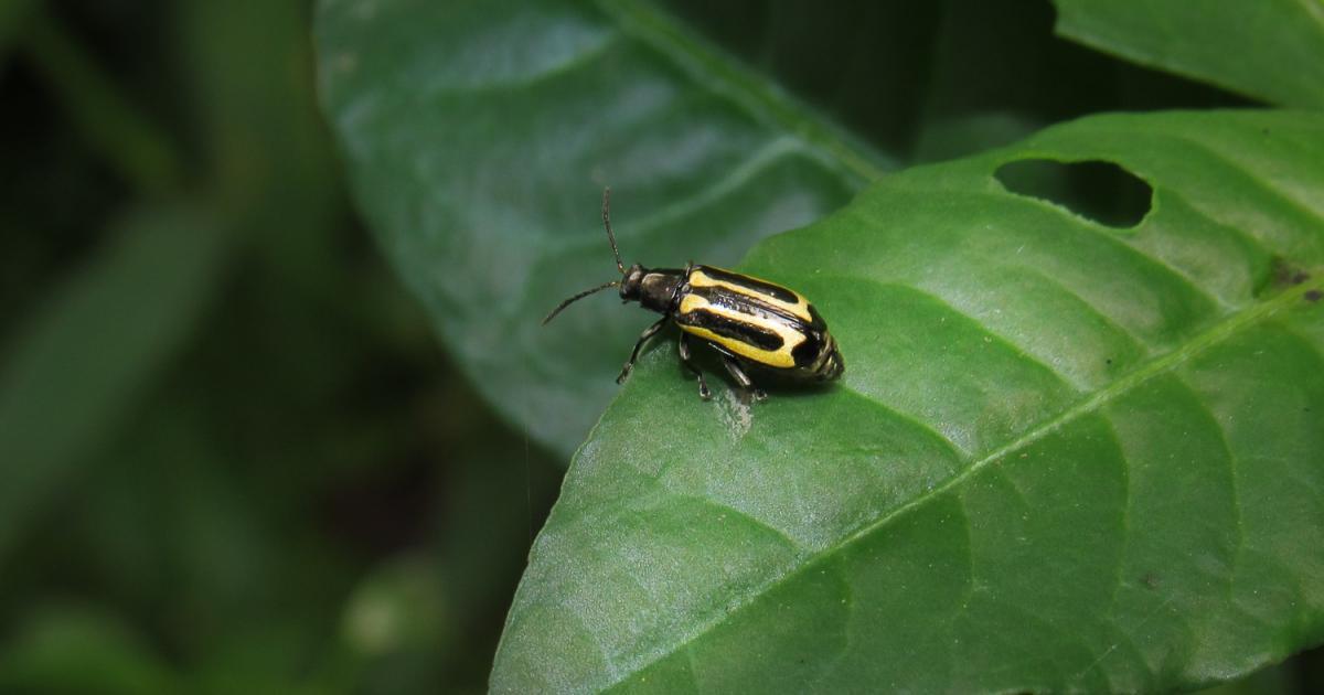 Agasicles #169547 - Biofaces - Bring Nature Closer