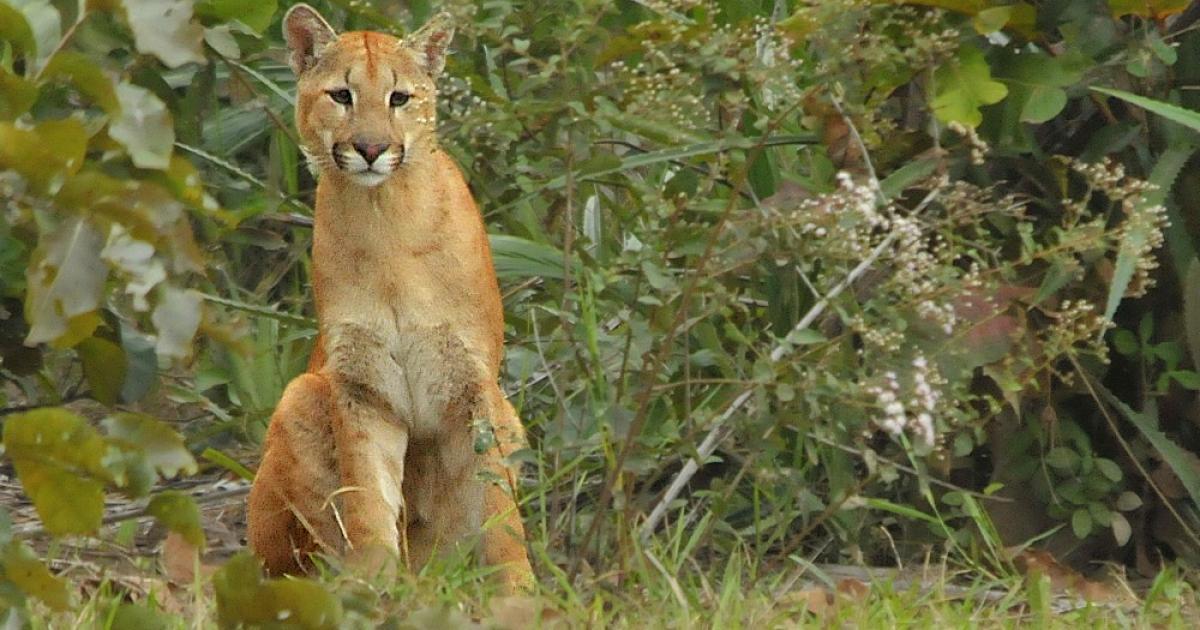 Sussuarana #169637 - Biofaces - Bring Nature Closer