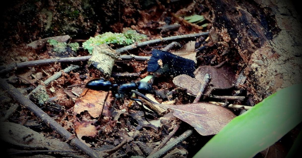 Formiga-gigante #169713 - Biofaces - Bring Nature Closer