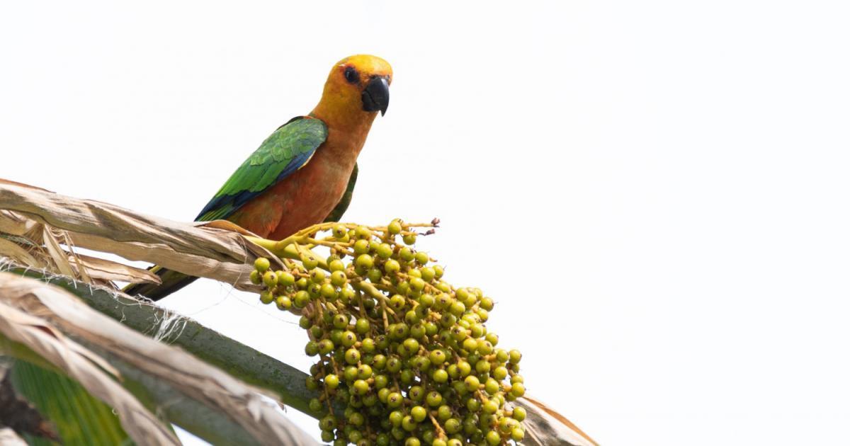 Jandaia-verdadeira #169782 - Biofaces - Bring Nature Closer