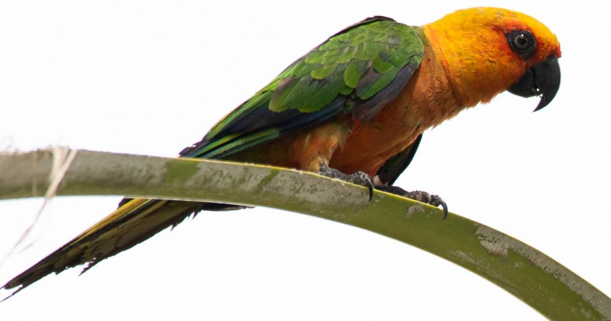 Jandaia-verdadeira #169784 - Biofaces - Bring Nature Closer