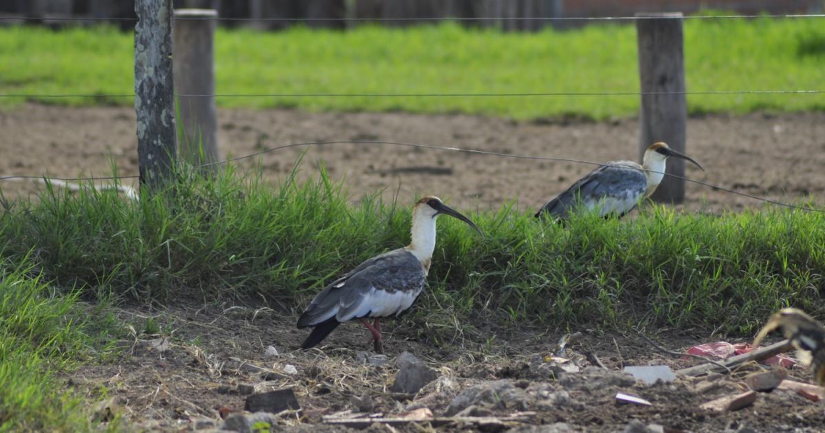 Curicacas. #170062 - Biofaces - Bring Nature Closer