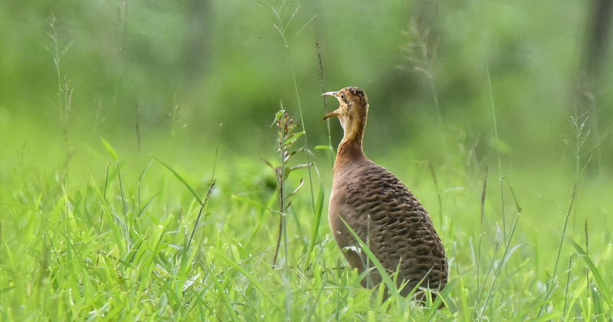 Perdiz #170099 - Biofaces - Bring Nature Closer