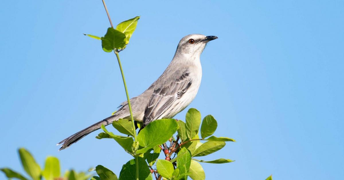 Sabiá #170207 - Biofaces - Bring Nature Closer