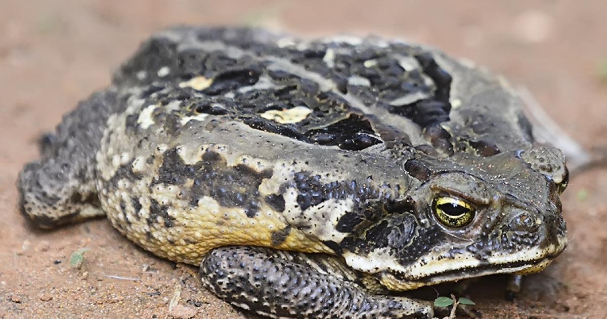 Sapo-cururu #170249 - Biofaces - Bring Nature Closer