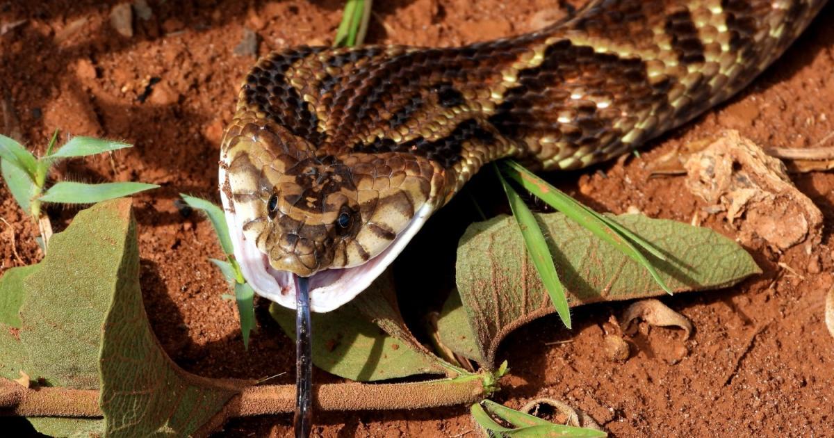 Boipeva #170384 - Biofaces - Bring Nature Closer