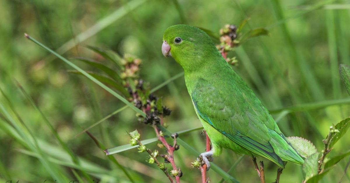 Passarada #170761 - Biofaces - Bring Nature Closer