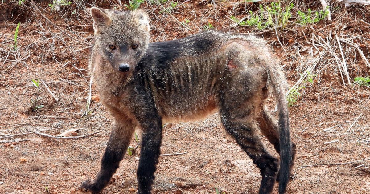 Cachorro-do-mato #170975 - Biofaces - Bring Nature Closer