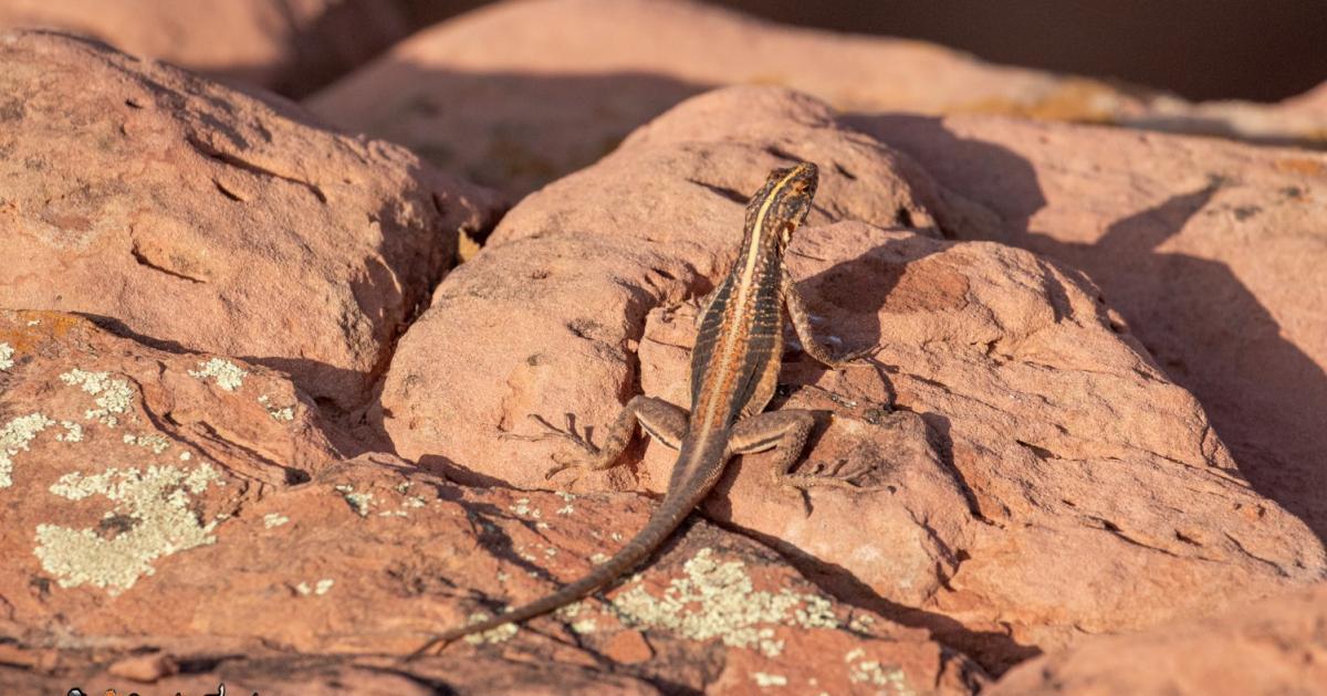 Calango #171155 - Biofaces - Bring Nature Closer