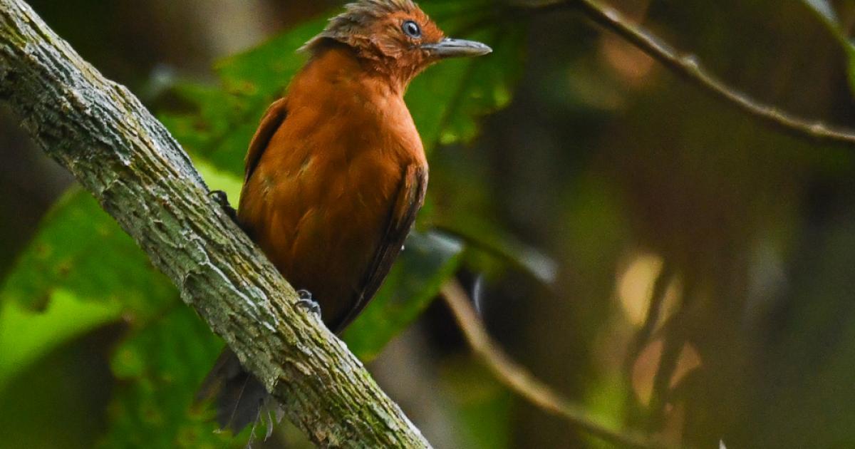 Blackish #171520 - Biofaces - Bring Nature Closer