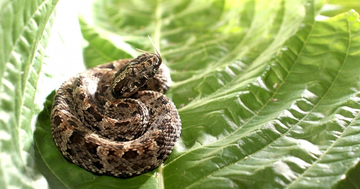 Jararaca-do-rabo-branco #171720 - Biofaces - Bring Nature Closer