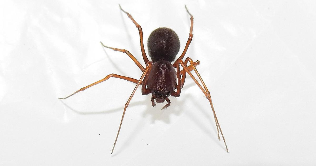 Scytodes #171921 - Biofaces - Bring Nature Closer