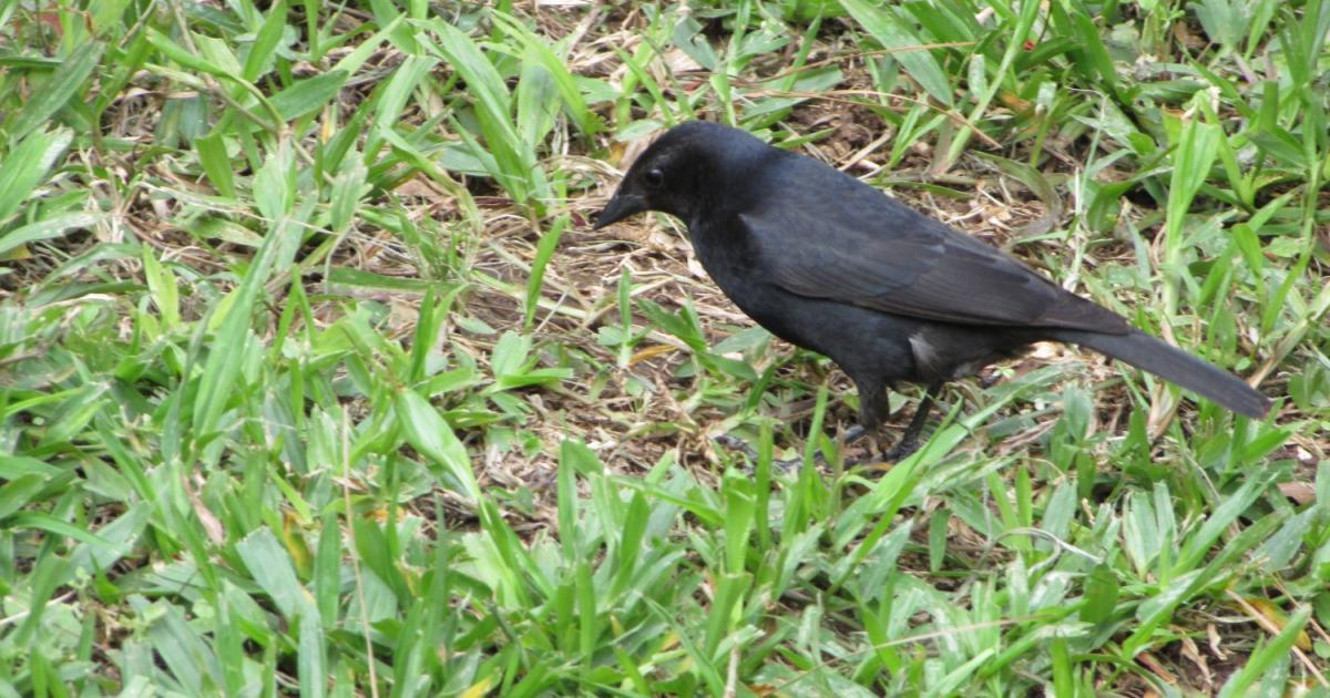 Chupim #171925 - Biofaces - Bring Nature Closer