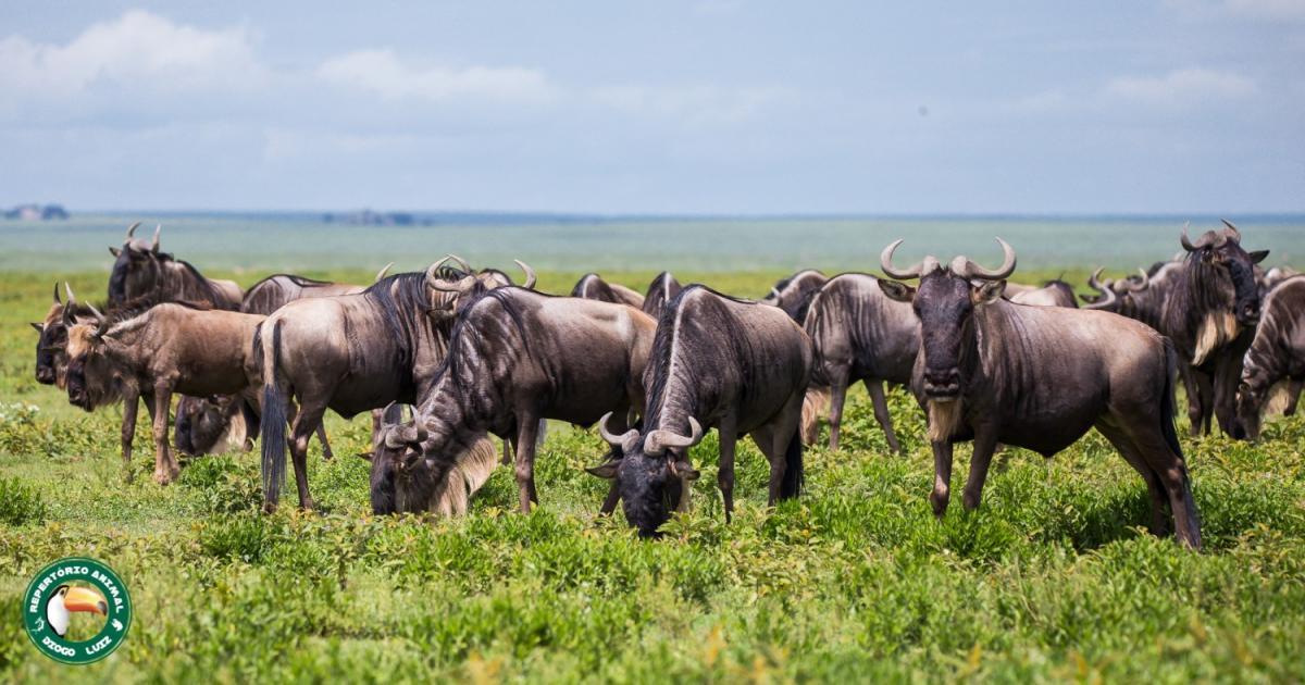 Connochaetes #171933 - Biofaces - Bring Nature Closer