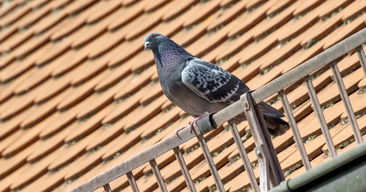 Pombo-doméstico #172025 - Biofaces - Bring Nature Closer