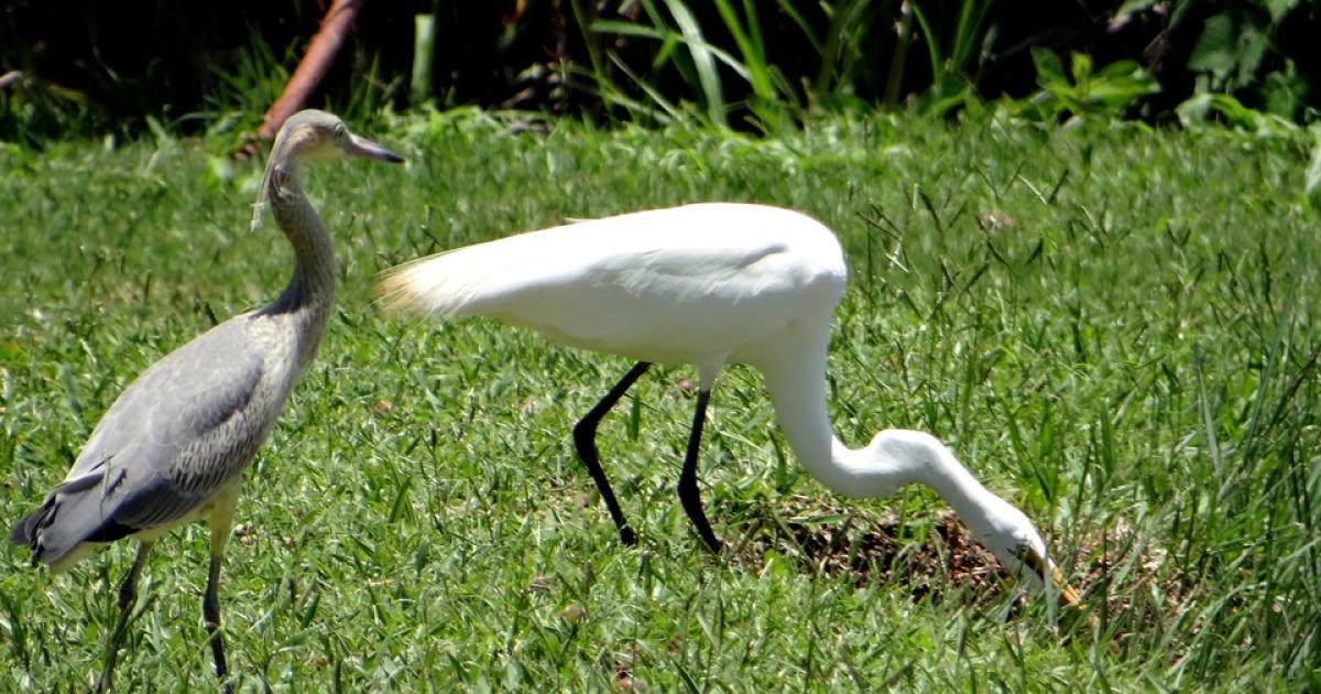 Syrigma #172145 - Biofaces - Bring Nature Closer