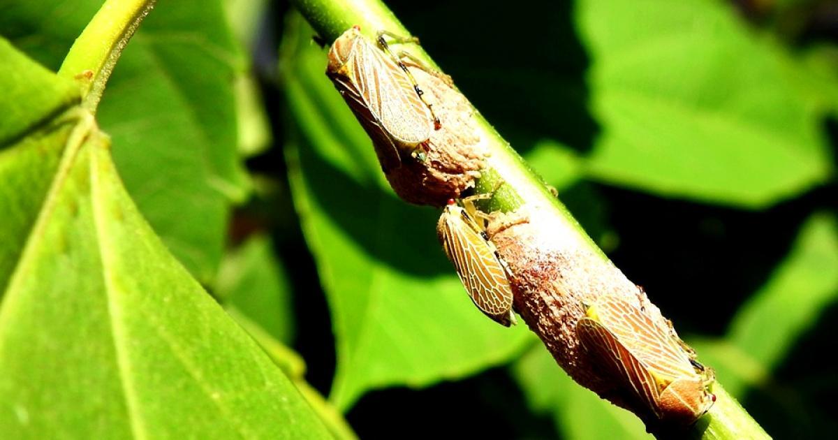 Aethalion #172191 - Biofaces - Bring Nature Closer