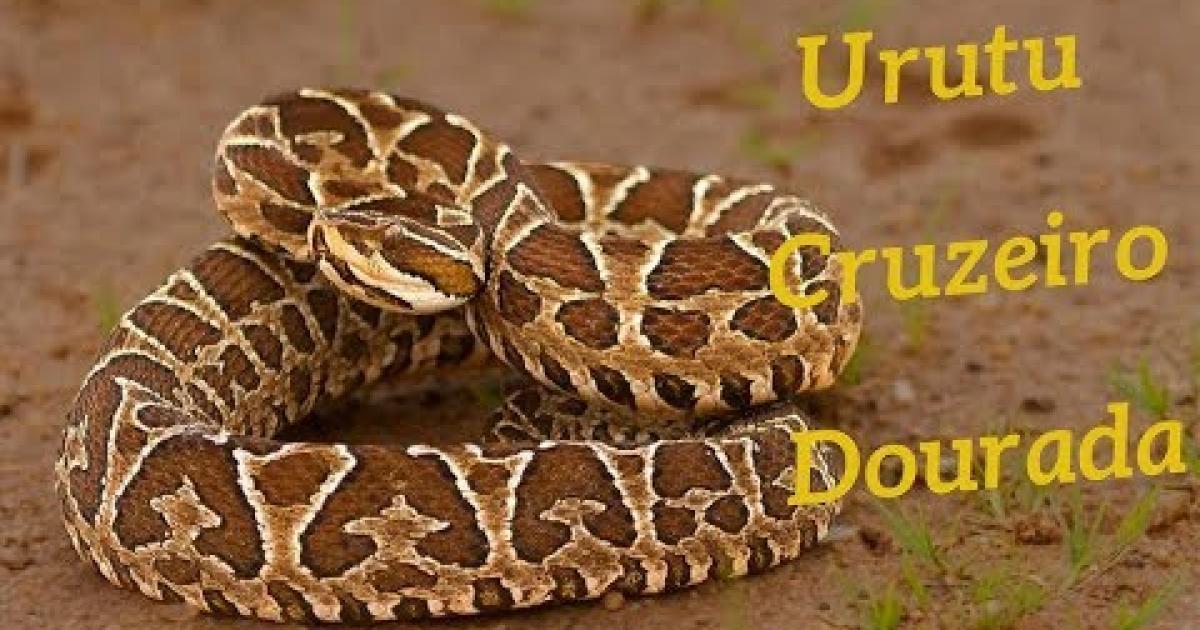 Urutu #172263 - Biofaces - Bring Nature Closer