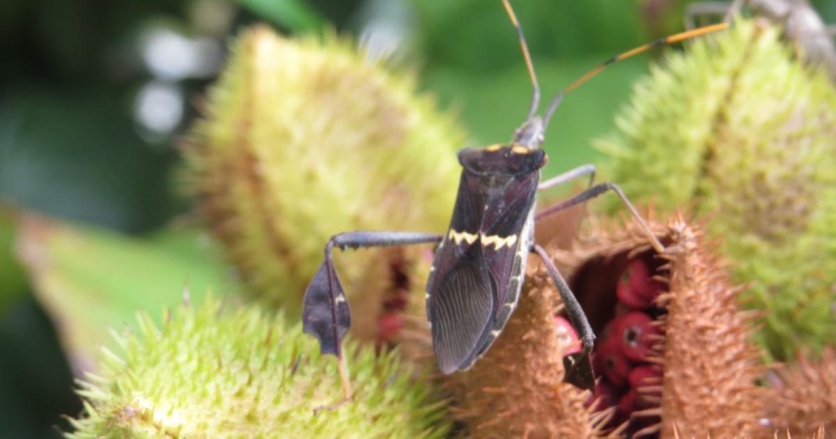 Percevejo #172777 - Biofaces - Bring Nature Closer