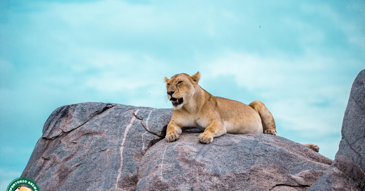 Panthera #172789 - Biofaces - Bring Nature Closer