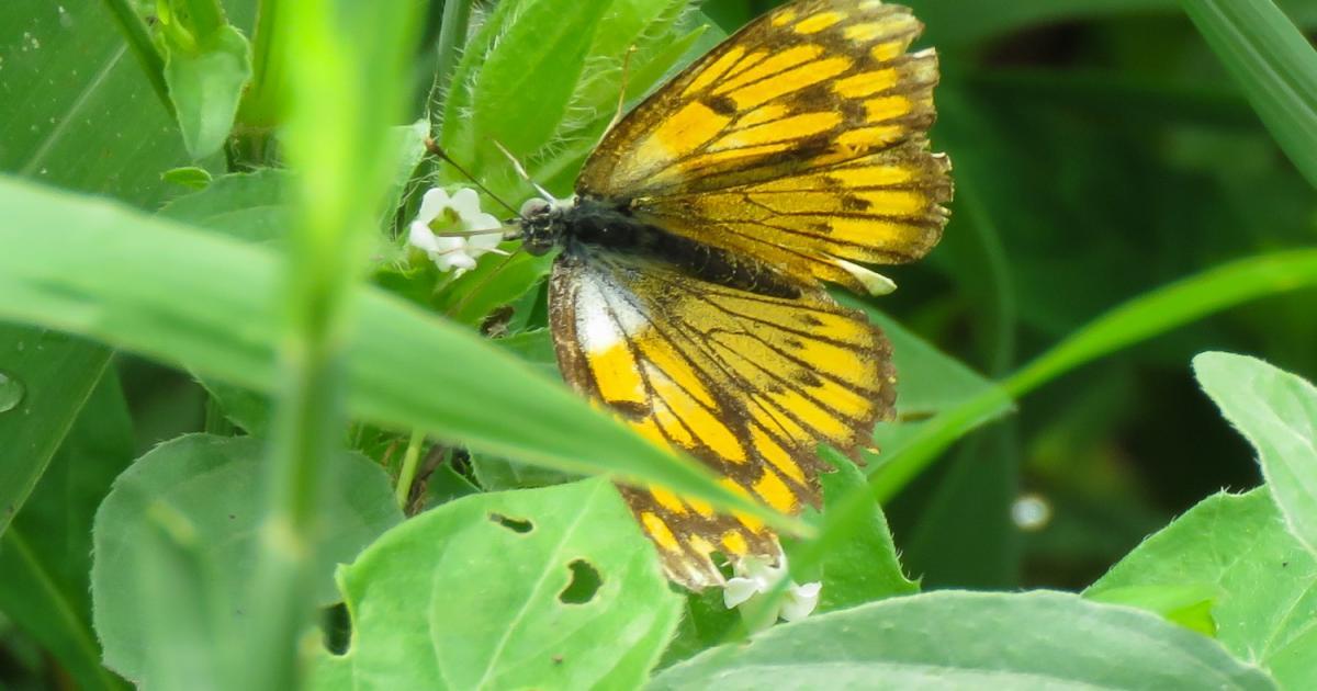 Colotis #172874 - Biofaces - Bring Nature Closer