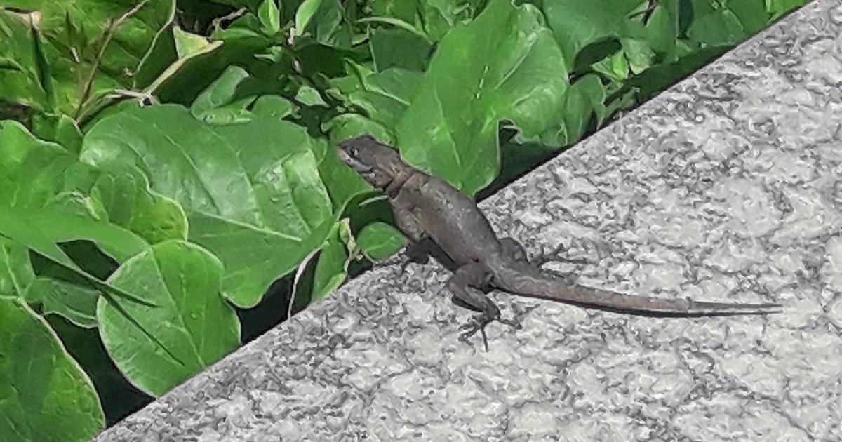 CALANGO #172920 - Biofaces - Bring Nature Closer