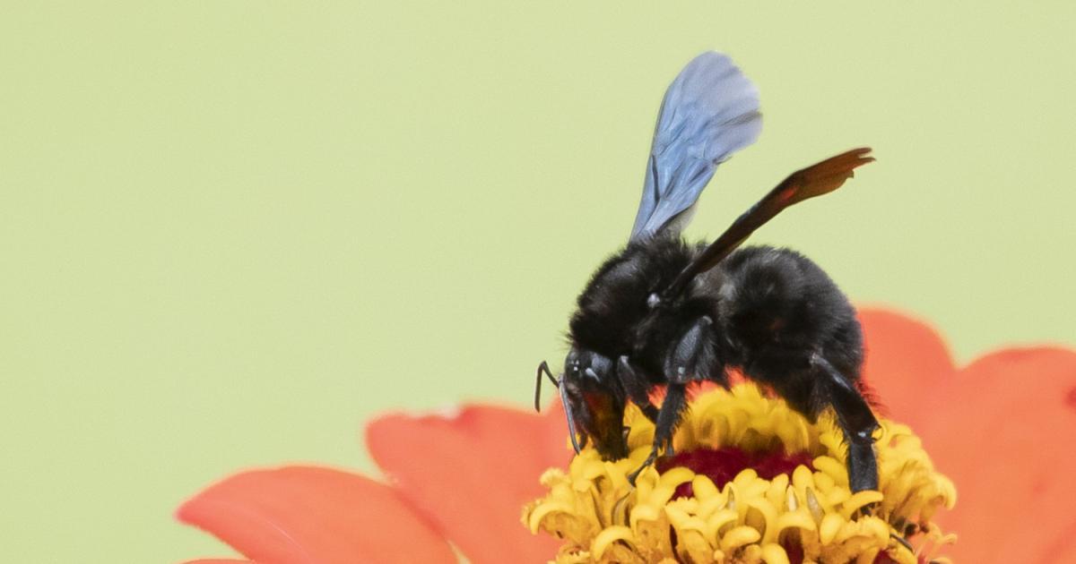 Mamangava-preta #173261 - Biofaces - Bring Nature Closer