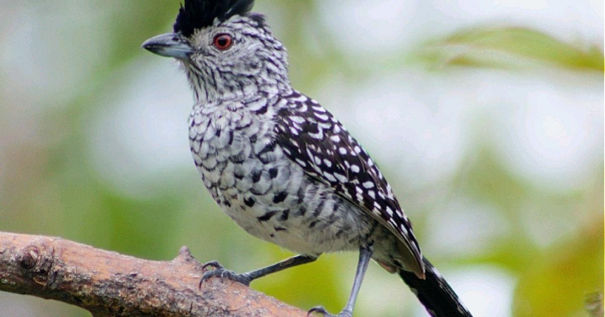 Choca #173526 - Biofaces - Bring Nature Closer