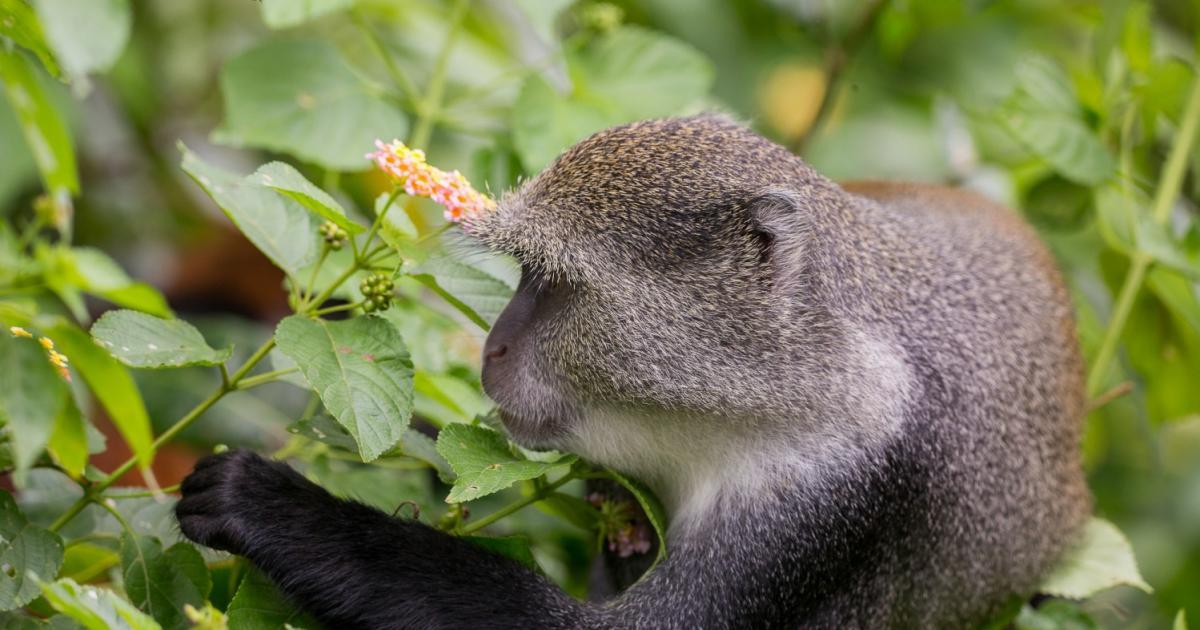 Cercopithecus #173593 - Biofaces - Bring Nature Closer