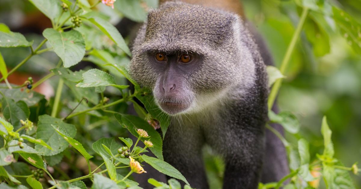 Cercopithecus #173594 - Biofaces - Bring Nature Closer